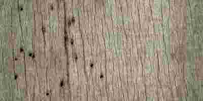 Plaga de carcoma o Polillas de la madera. Tratamientos | Irabia Plagas
